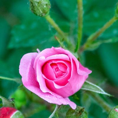 Pink Rose Flower Wallpaper - KDE Store