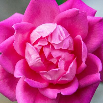 Pink Rose Flower Wallpaper - KDE Store