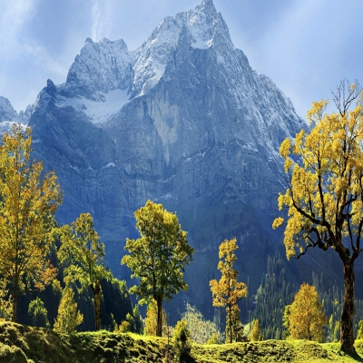 Maple trees snow mountains austria - KDE Store