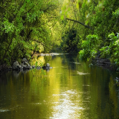 Spring Forest Glare River - KDE Store
