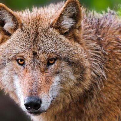 wolf macro-Animal Widescreen Wallpaper - KDE Store