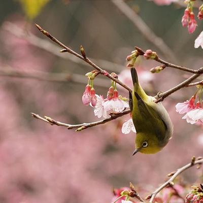 A green embroidered eye playing in the cherry - KDE Store