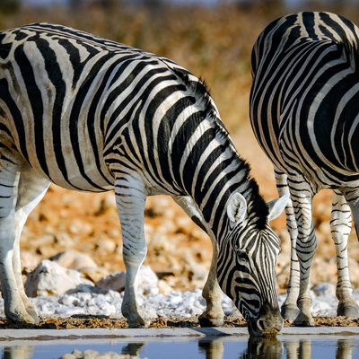 Zebra Grassland Sunset Sunshine African 5K - KDE Store
