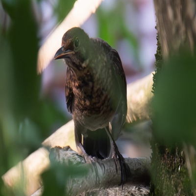 Wallpaper - juvenile blackbird - KDE Store