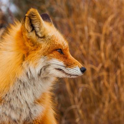 Autumn fox nature meadow closeup - KDE Store