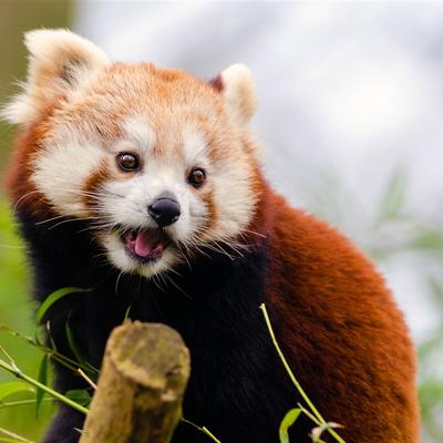 Nature tree cute red panda closeup - KDE Store