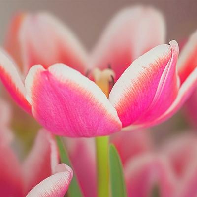 Flower Open White Pink Tulip-Spring Nature HD .. - KDE Store