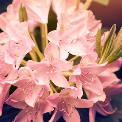 Beautiful pink rhododendron flowers-Spring Nat.. - KDE Store