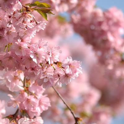 cherry-Nature Landscape wallpaper selected - KDE Store