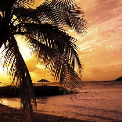 coconut trees beach-Nature Landscape Wallpaper - KDE Store