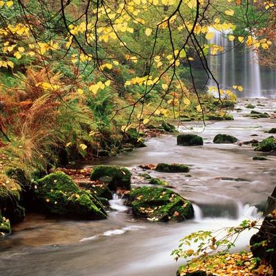 forest stream-Nature Landscape HD wallpaper - KDE Store