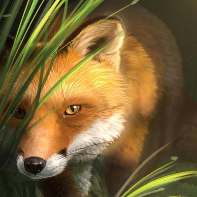 Fox underbrush 2019 Animals High Quality Photo - KDE Store