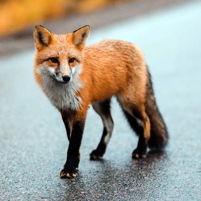 Wild Animals Brown Fox 2019 HD Photo - KDE Store