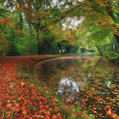 Red Leaves on Ground Near River Wallpaper - KDE Store
