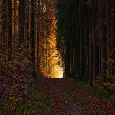 Autumn Forest Path Sunset Golden Sunlight 5K - KDE Store