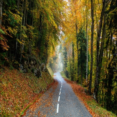 Scenery Road Forest Park Autumn Trees Leaf 5K - KDE Store