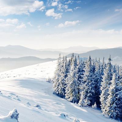 Snowy winter cedar beautiful nature landscape - KDE Store