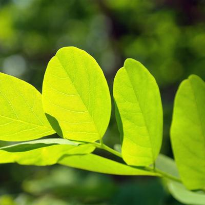 Green leaves sunshine macro Nature HD Wallpape.. - KDE Store