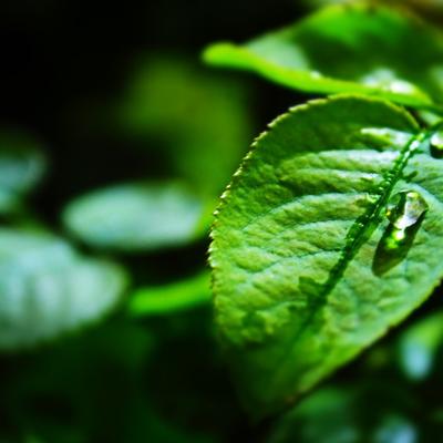 Green plant waterdrops Nature HD Wallpaper - KDE Store