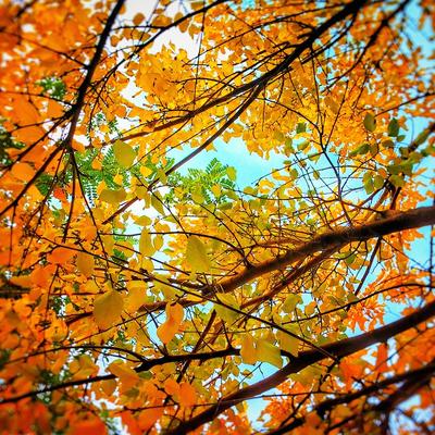 Autumn dense leaves Nature HD Wallpaper - KDE Store