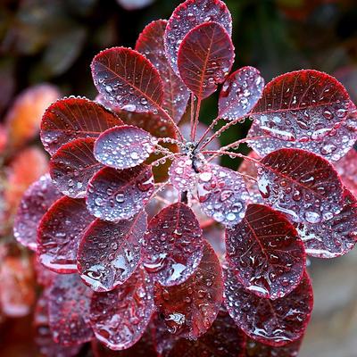 Dewdrops leaves plant Nature HD Wallpaper - KDE Store