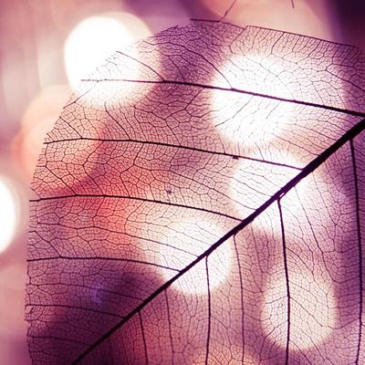 leaf sun-Nature Landscape Wallpaper - KDE Store