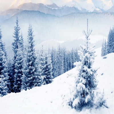 Winter season snow forest trees-Landscapes HD .. - KDE Store