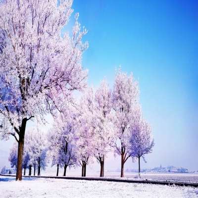 Blue cold trees white sky winter snow-Landscap.. - KDE Store