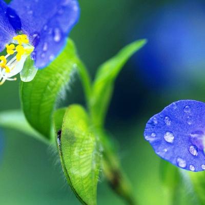 tiny flowers-Macro photography series theme wa.. - KDE Store