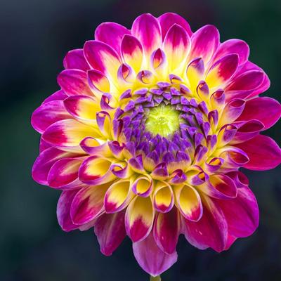 Purple Flower Plant Petal Dahlia Close Up 5K - KDE Store