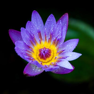Purple Petal Water Lily Closeup Plant Vietnam .. - KDE Store