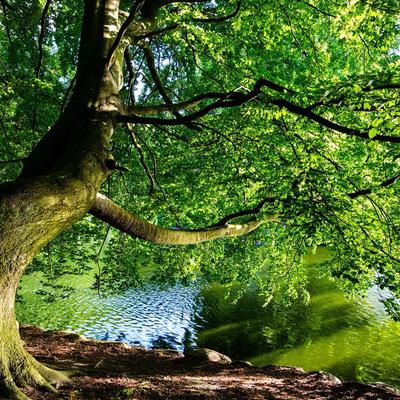 Beautiful Tree River Nature Jungle Sunlight 5K - KDE Store