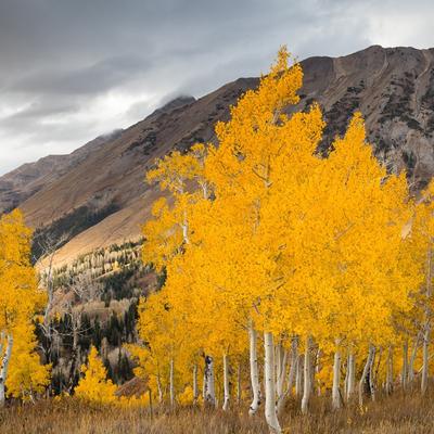 Aspen trees in the fall-Nature HD Wallpaper - KDE Store