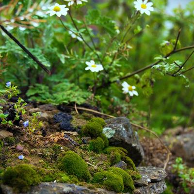 Jungle Flowers Moss Rocks-Nature High Quality .. - KDE Store