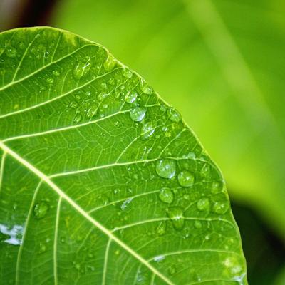 Dew green leaves macro Nature HD Wallpaper - KDE Store