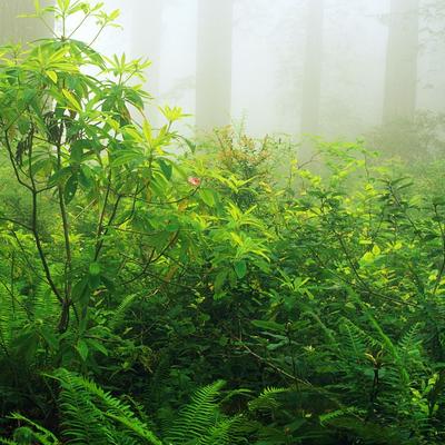 Fresh jungle nature scenery theme desktop wall.. - KDE Store