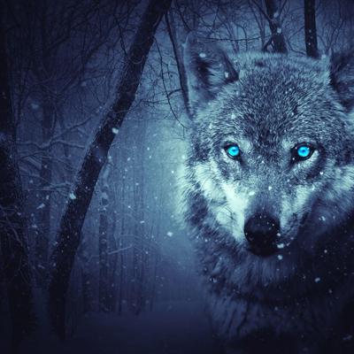Gray Wolf in The Woods Wallpaper - KDE Store