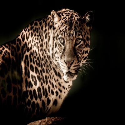 Black and Brown Leopard on Black Background Wallpaper - KDE Store