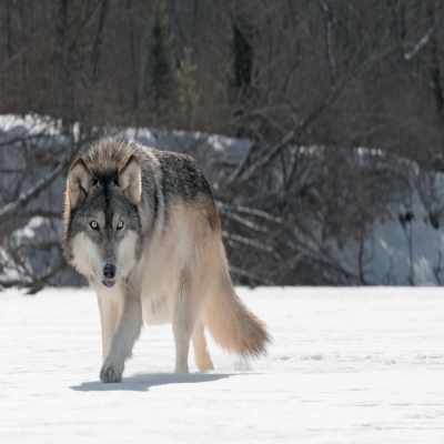Brown Wolf Walking on Snow Covered Ground During Daytime Wal - KDE Store