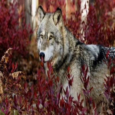 Brown and White Wolf on Red Leaves Wallpaper - KDE Store