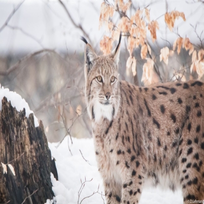 Brown and Black Leopard on Snow Covered Ground During Daytim - KDE Store