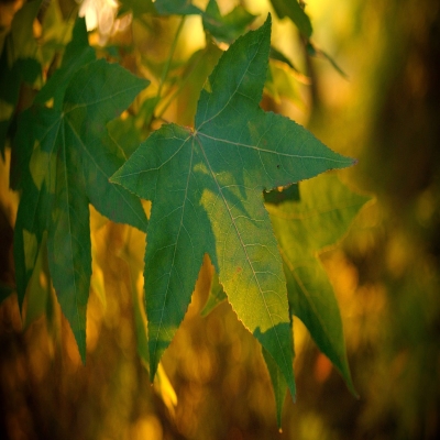 Maple leaves under the sun-Nature Scenery Wall.. - KDE Store