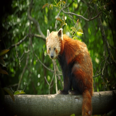Jungle Red Panda-Nature Scenery Wallpaper - KDE Store