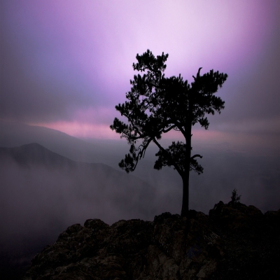 Nature Landscape pine tree twilight-HD Desktop.. - KDE Store