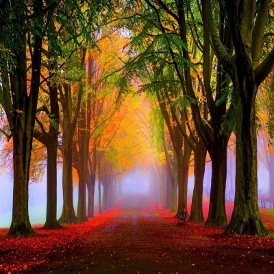 park fall fog foliage trees-Nature HD Wallpape.. - KDE Store