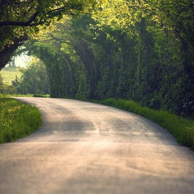 tree archway-Nature Photo Wallpaper - KDE Store