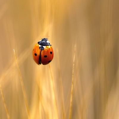 nature insect ladybug-Animal Photo Wallpaper - KDE Store