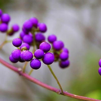 nature berries violet kallikarpa-Macro HD Wall.. - KDE Store