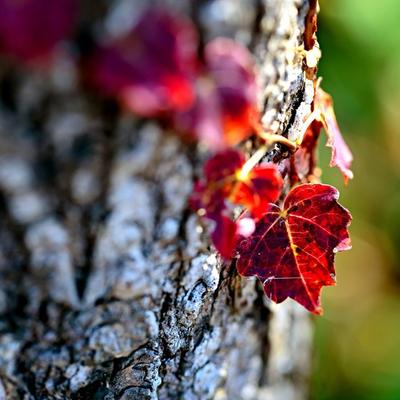 leaves nature macro focus-HIGH Quality Wallpap.. - KDE Store