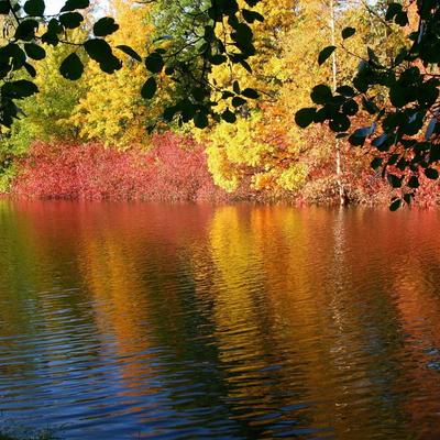 river trees autumn-Nature HD Wallpapers - KDE Store